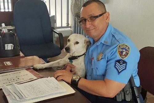 Den herrelösa hunden som blev en polis - Mina Djur