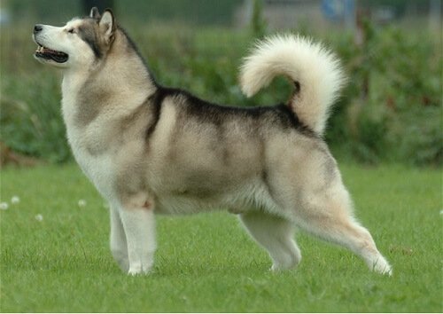 Imponerande hundraser som ser ut som vargar - My Animals
