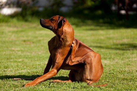 Demodex hos hund: orsaker, symptom och behandling - My Animals