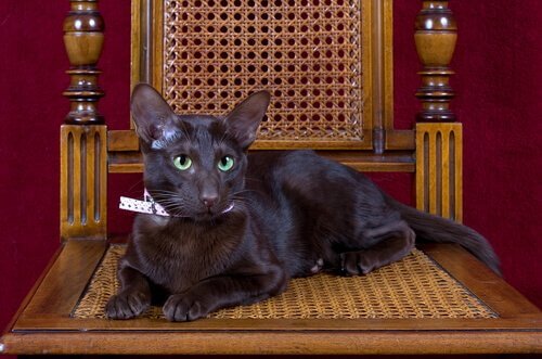Havana Brown: en kattras lika brun som tobak - My Animals