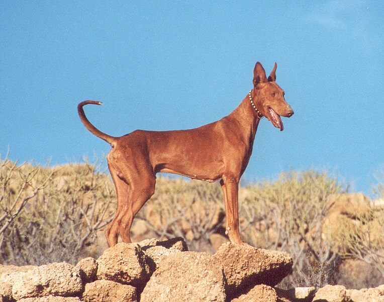 Podenco canario: en underlig hund från Kanarieöarna - My Animals