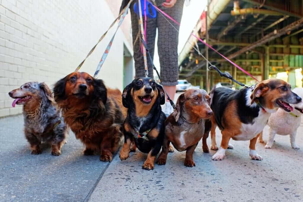 5 skäl att upprätthålla en rutin med dagliga promenader - My Animals