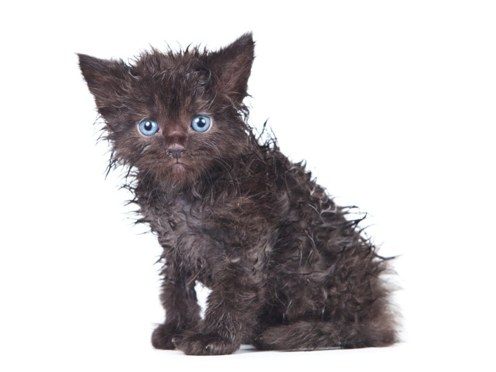 Min katt tvättar sig inte - vad ska jag göra? - My Animals